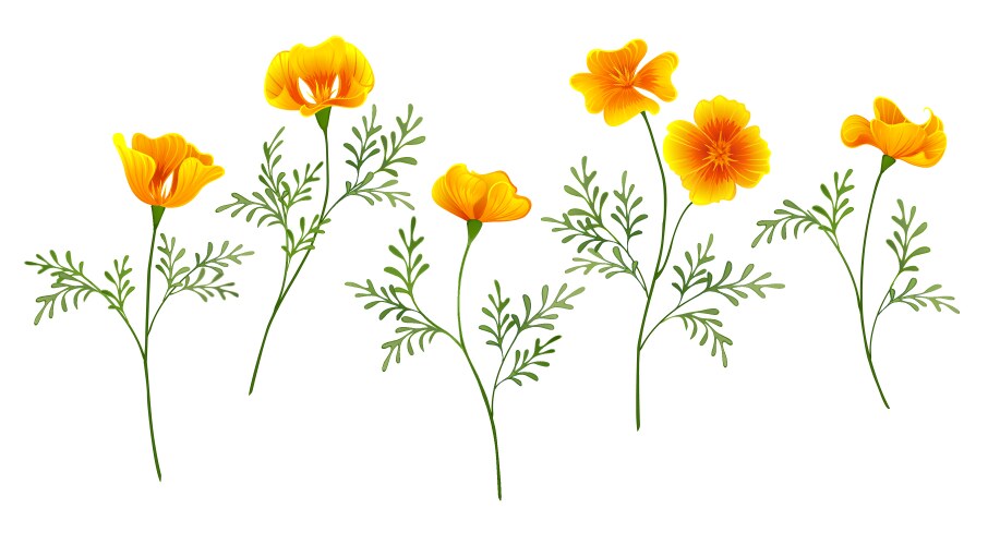 Poppy Vector Images (over 25,000)
