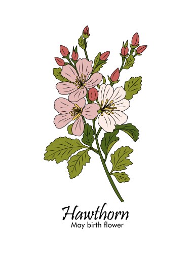 Hawthorn Vector Images (over 1,600)