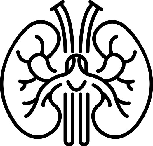 Kidneys Anatomy Vector Images (over 13,000)