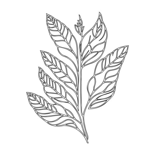Lilac leaf floral outline sketch Royalty Free Vector Image