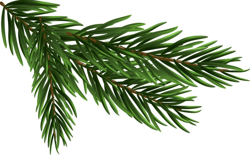 Christmas tree branch fir isolated Royalty Free Vector Image
