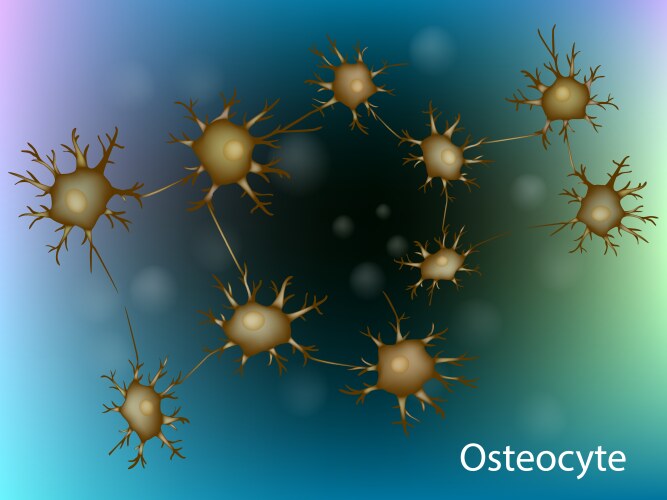 Osteocytes Vector Images (62)