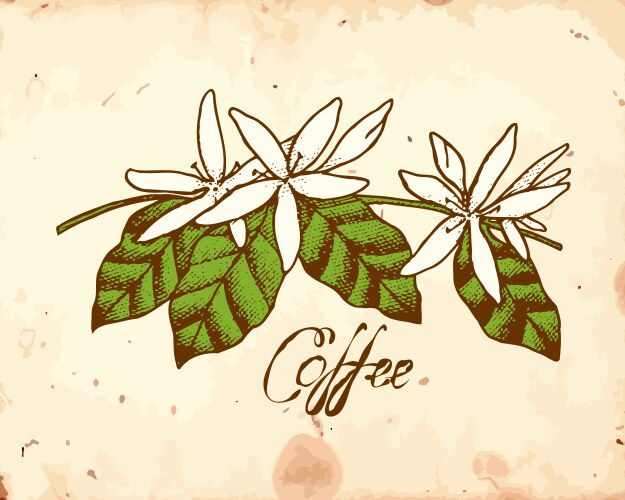 Coffee Flower Vector Images (over 15,000)