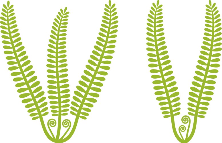 Fern Royalty Free Vector Image - VectorStock