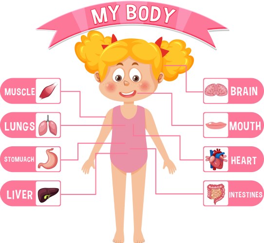 Internal organs kids Vector Images & Graphics for Commercial Use ...
