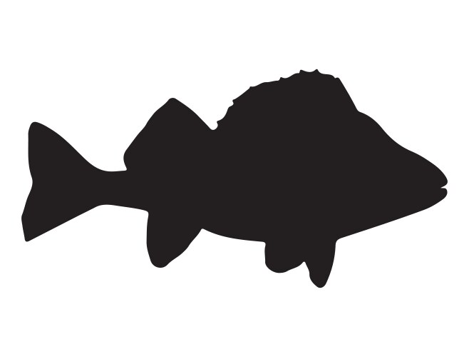 Freshwater Fish Drawing Vector Images (over 3,600)