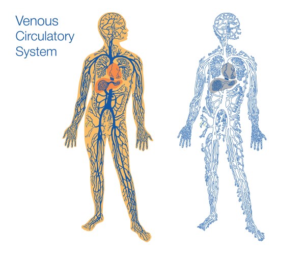 Circulatory System Diagram Royalty Free Vector Image