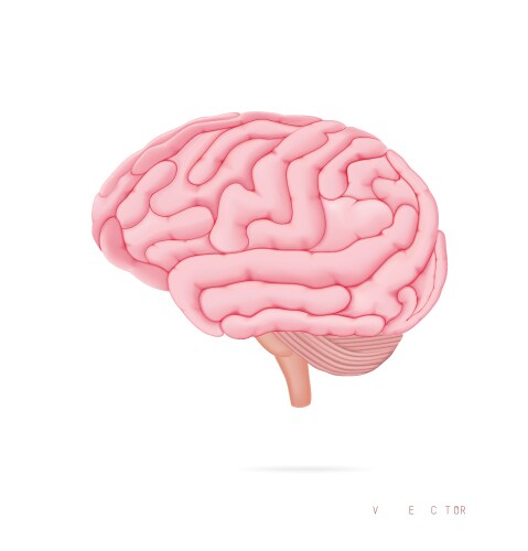 Anatomy brain of the chicken side view Royalty Free Vector