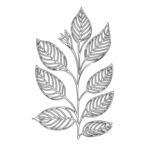 Lilac leaf floral outline sketch Royalty Free Vector Image