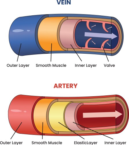 Artery Vein Vector Images (over 9,000)