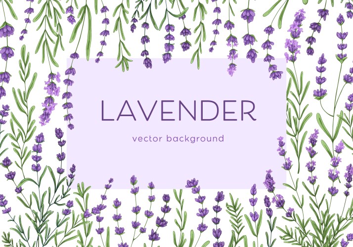 Lavanda Vector Images (over 230)