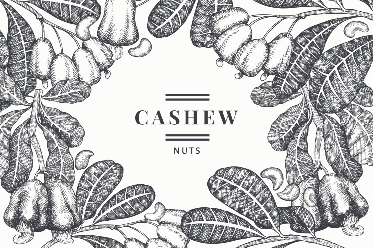 Hand drawn sketch cashew design template organic Vector Image