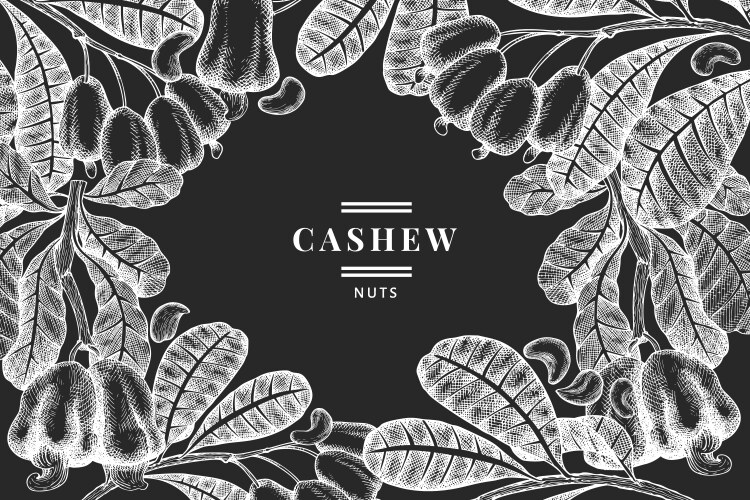 Hand drawn sketch cashew design template organic Vector Image