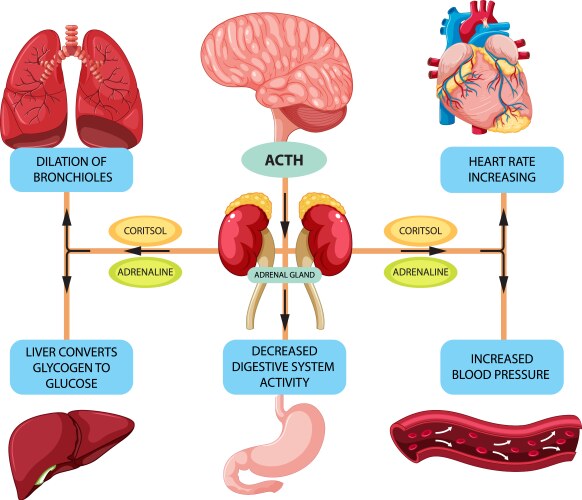 Stress response anatomical diagram with body inner