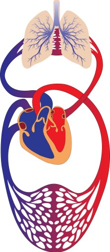 Blood flow in human circulatory system Royalty Free Vector