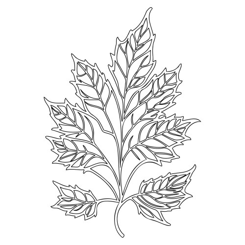 Maple leaf floral outline sketch Royalty Free Vector Image