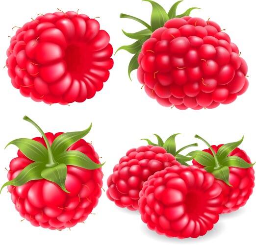 Raspberry isolated Royalty Free Vector Image - VectorStock