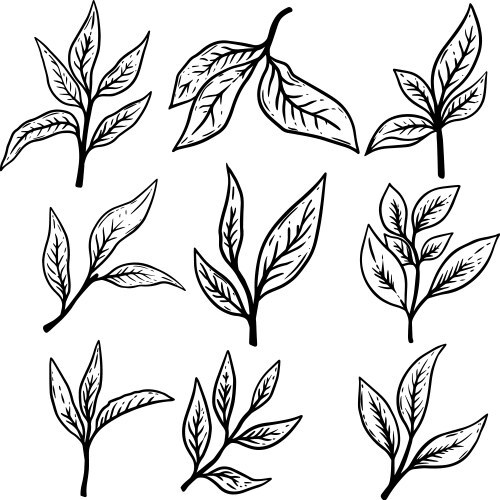 Tea Leaves Vector Images (over 19,000)