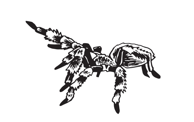 Spider Tarantula Logo Vector Images (over 1,100)