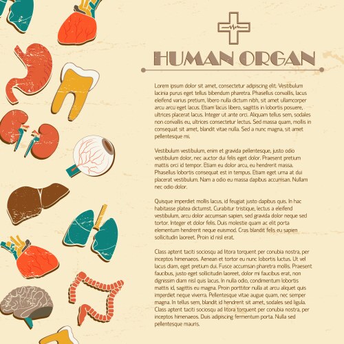 Human organs infographics Royalty Free Vector Image