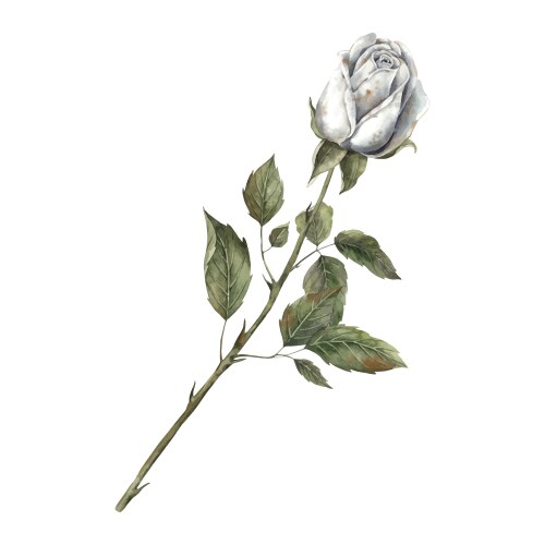 Long Stem Rose Vector Images (over 130)