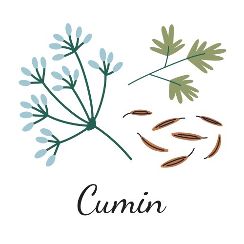 Cumin Vector Images (over 2,100)