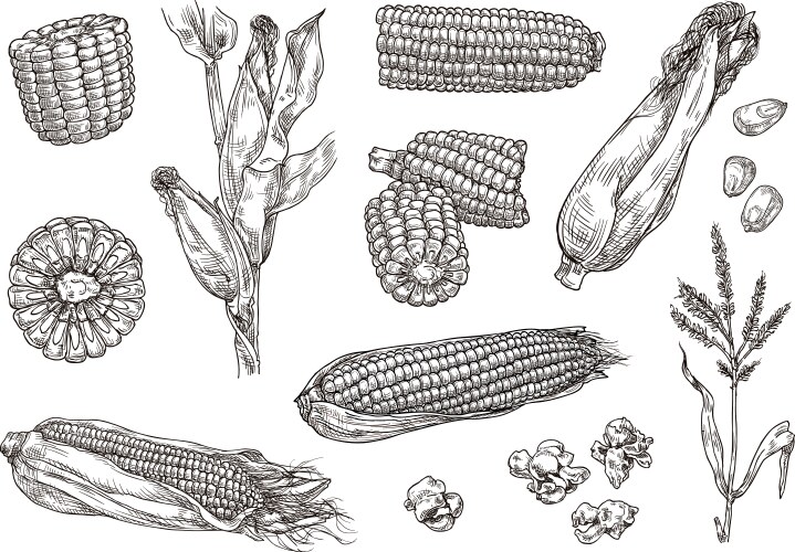 Maize Vector Images (over 13,000)