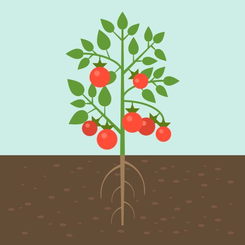 Tomato infographic for growing stages Royalty Free Vector