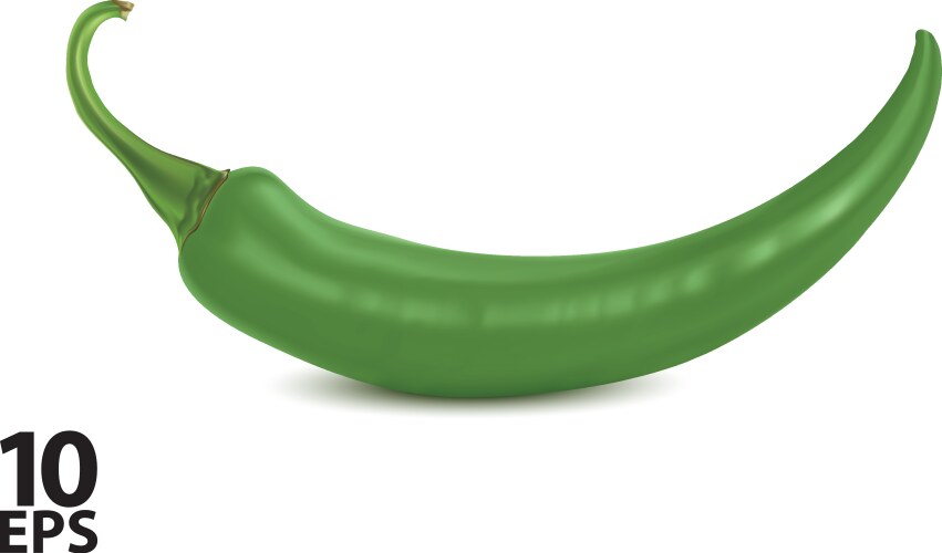Watercolor hand drawn green chili isolated eco Vector Image