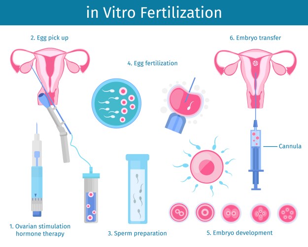 Human fertilization process poster Royalty Free Vector Image