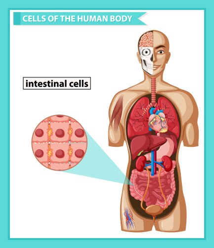 Structure intestinal wall diagram medical science Vector Image