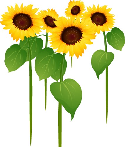 Sunflower Vector Images (over 53,000)
