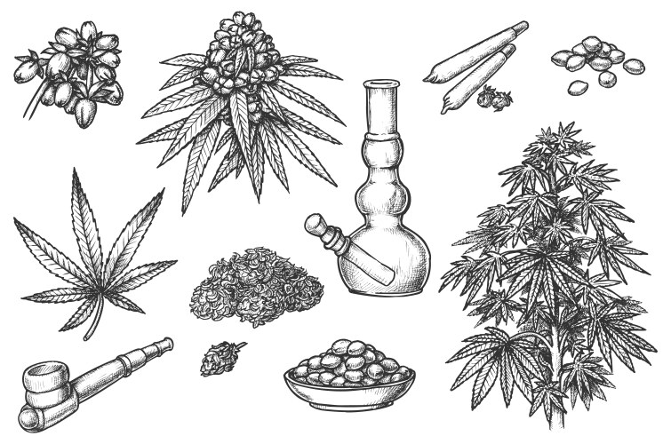 Marijuana Plant Drawing Vector Images (over 3,000)