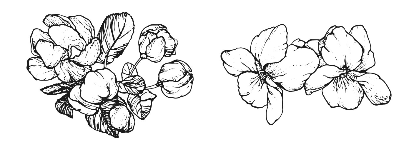 Spring flowers drawing with line-art on white Vector Image