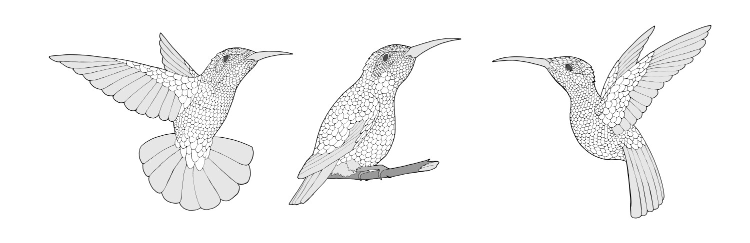 Hummingbird Outline Vector Images (over 2,200)