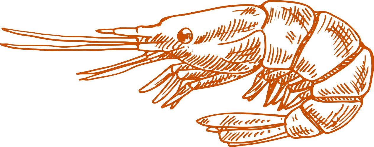 Shrimp sketch hand drawing Royalty Free Vector Image