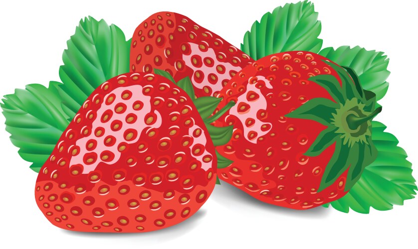 Strawberry Royalty Free Vector Image - VectorStock