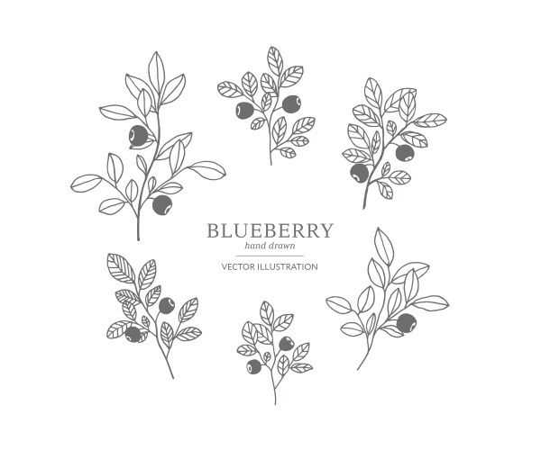 Blueberry Outline Vector Images (over 3,500)