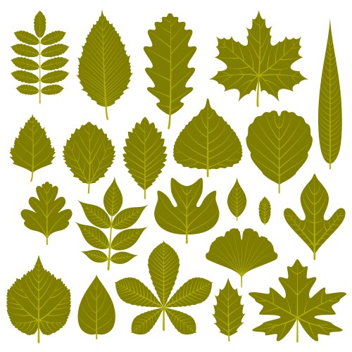 Set of tree leaves Royalty Free Vector Image - VectorStock