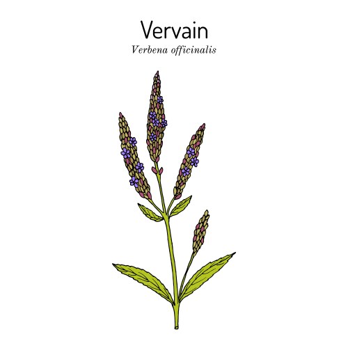 Vervain Vector Images (over 120)