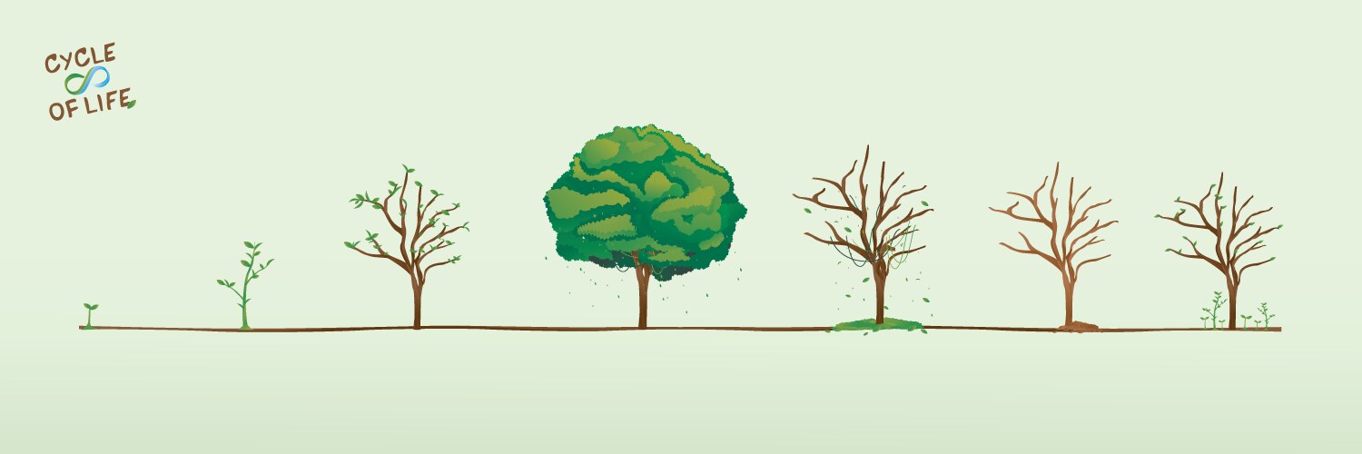 Plant Life Cycle Vector Images (over 2,800)