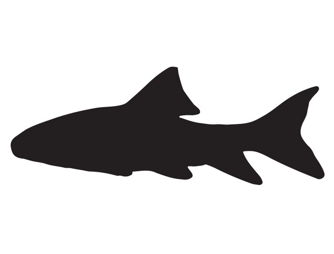 Silver redhorse fish silhouette art Royalty Free Vector Silver redhorse fish silhouette art Royalty Free Vector