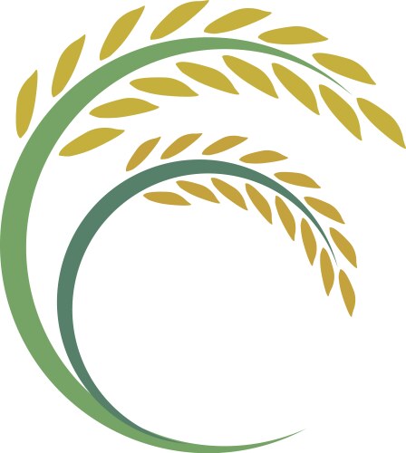 Rice ear realistic Royalty Free Vector Image - VectorStock