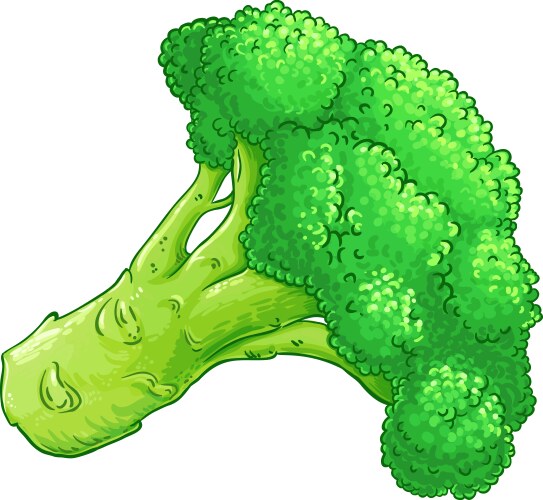 Green broccoli vegetable Royalty Free Vector Image