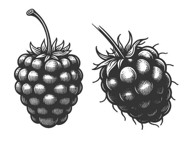 Black and White Clipart Vector Images (over 340,000)