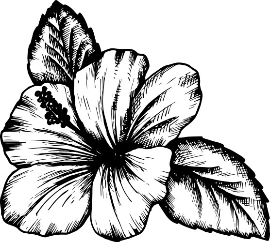 Hibiscus Vector Images (over 23,000)