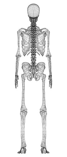 Human skeleton Royalty Free Vector Image - VectorStock