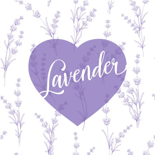 Bunch lavender flowers on a white background Vector Image