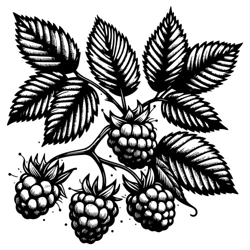 Raspberry plant engraving with leaves Royalty Free Vector