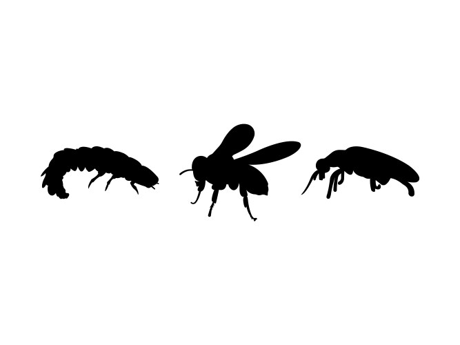 Firefly Vector Images (over 4,800)